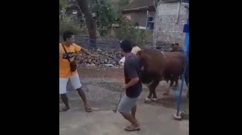 Pedagang Sapi di Gunungkidul Meninggal Dunia Setelah Diseruduk Sapi ...